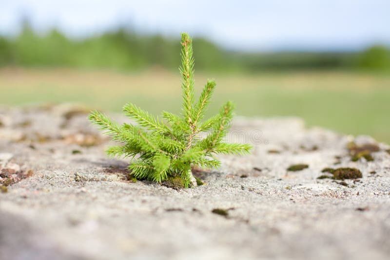 Fir tree on the rock stock image. Image of season, beginnings - 16585199