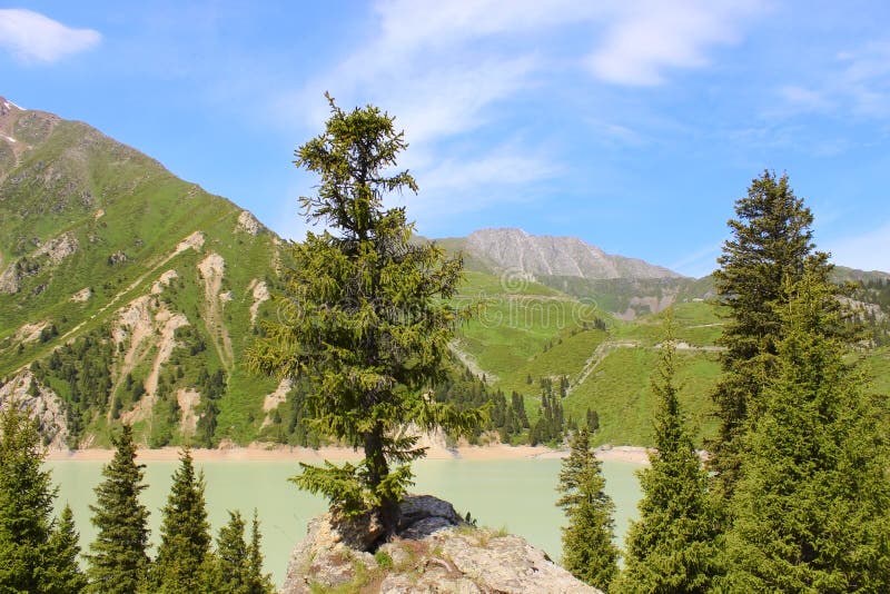 Fir-tree on a rock stock photo. Image of addictive, scrupe - 66368436