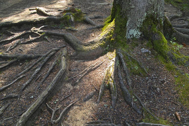 Fir tree root stock photo. Image of root, tree, aged - 44165784