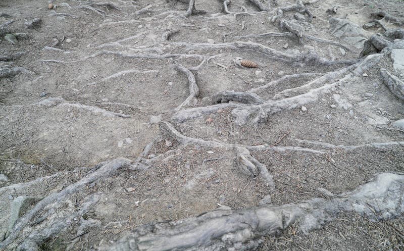 Fir tree roots stock photo. Image of abstract, ecology - 44166288