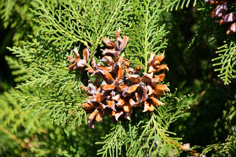 Fir Tree Seeds in Autumn Time Stock Photo - Image of tree, needle ...