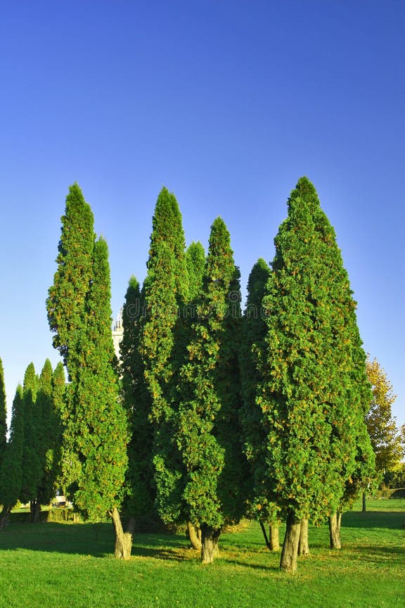 Fir Tree Small Groove on the Plain. Stock Image - Image of drop, color ...