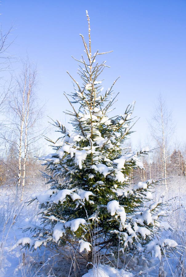 Fir-tree In Snow Royalty Free Stock Photography - Image: 12397087