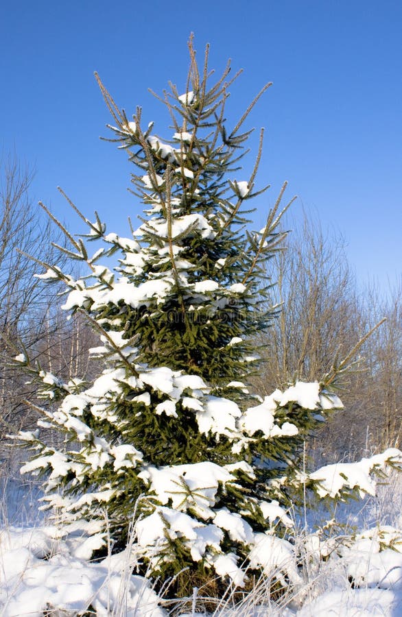 Fir-tree in snow stock photo. Image of light, cover, seasons - 12417902