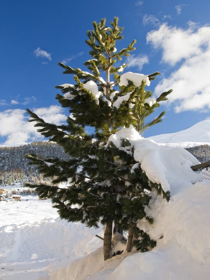 Fir tree with snow stock photo. Image of snow, mountain - 7599564
