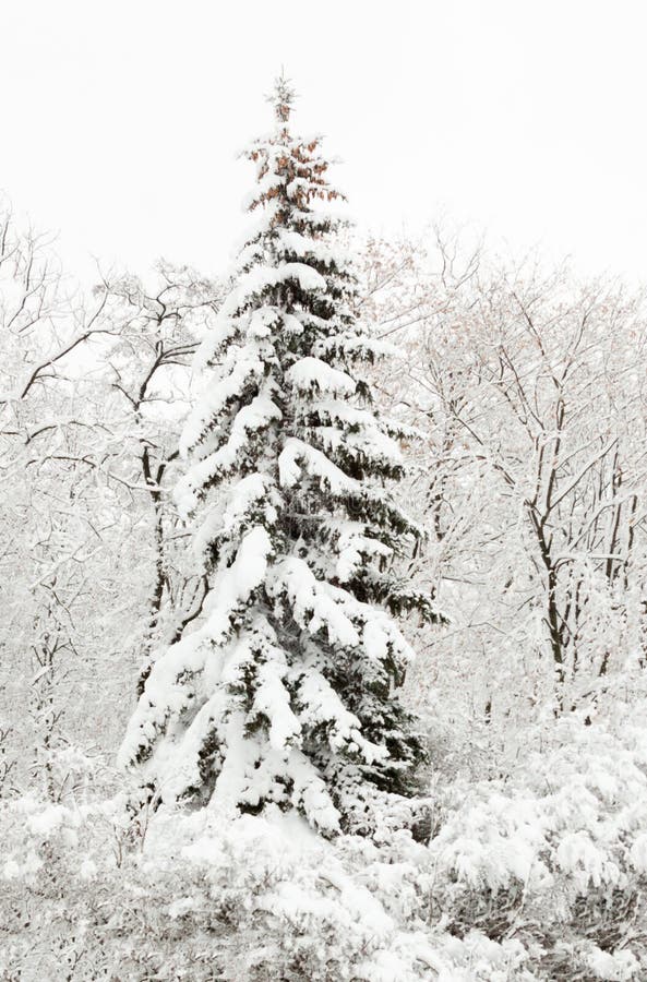 Fir tree in the snow stock photo. Image of forest, branch - 183026638