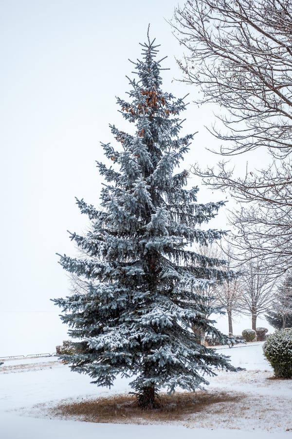 Fir Tree on a Snowy Landscape, Winter Stock Image - Image of nature ...