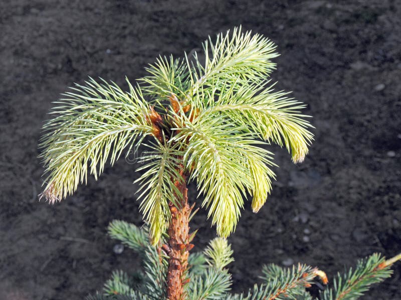 Fir tree sprouts 2 stock photo. Image of sprout, yellow - 167493170