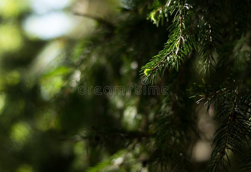 Fir tree stock photo. Image of tenderbeauty, nature, branch - 71727768