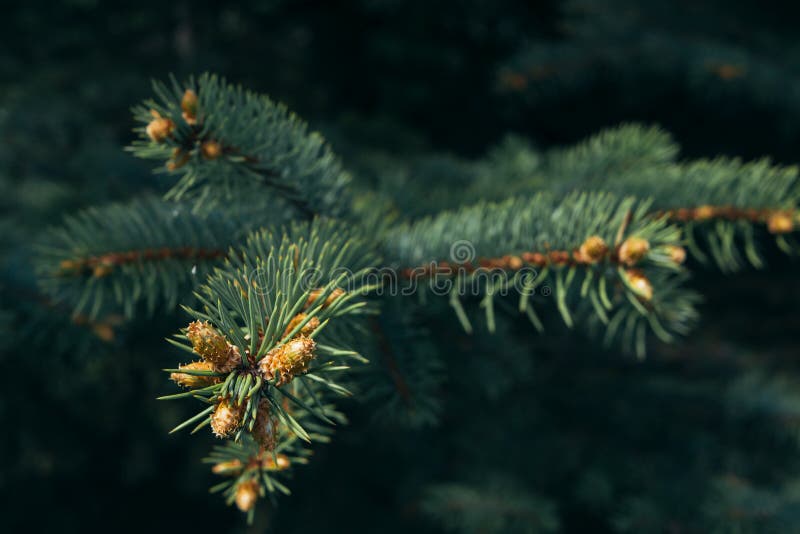 Fir tree on a sunny spring stock photo. Image of branch - 114529312