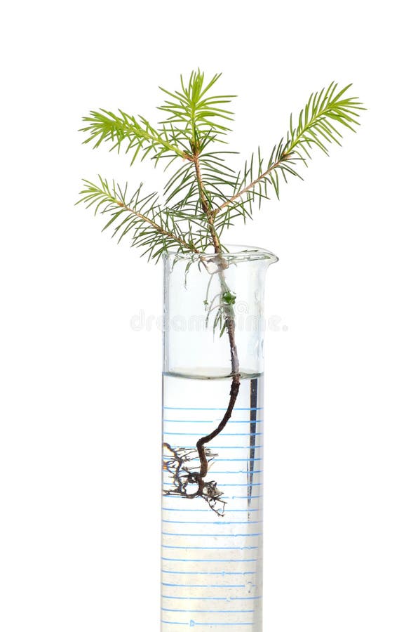 Tree Growing in Laboratory Test Beaker Stock Image - Image of scientist ...