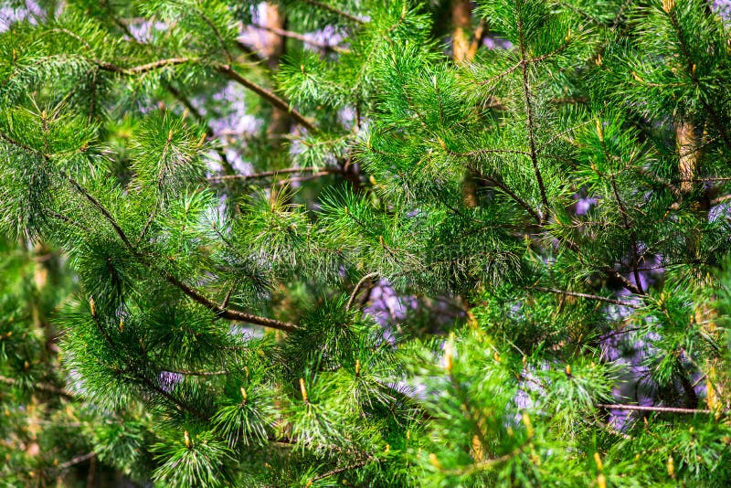 Fir tree texture stock image. Image of decoration, defocused - 91671479