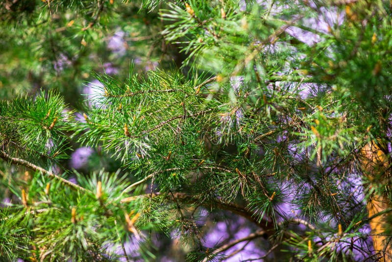 Fir tree texture stock photo. Image of decoration, forest - 91671756