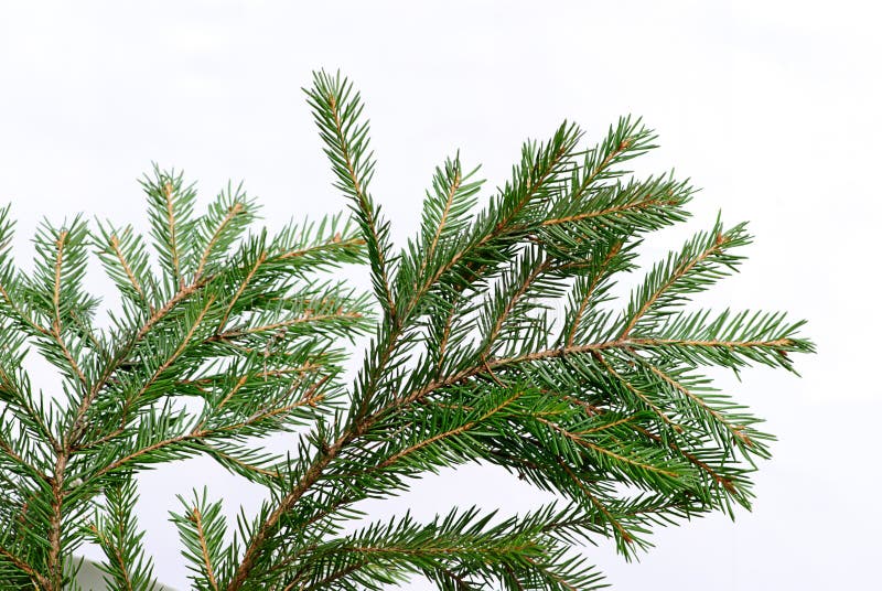Fir tree branch stock image. Image of branch, fresh, tree - 6890623