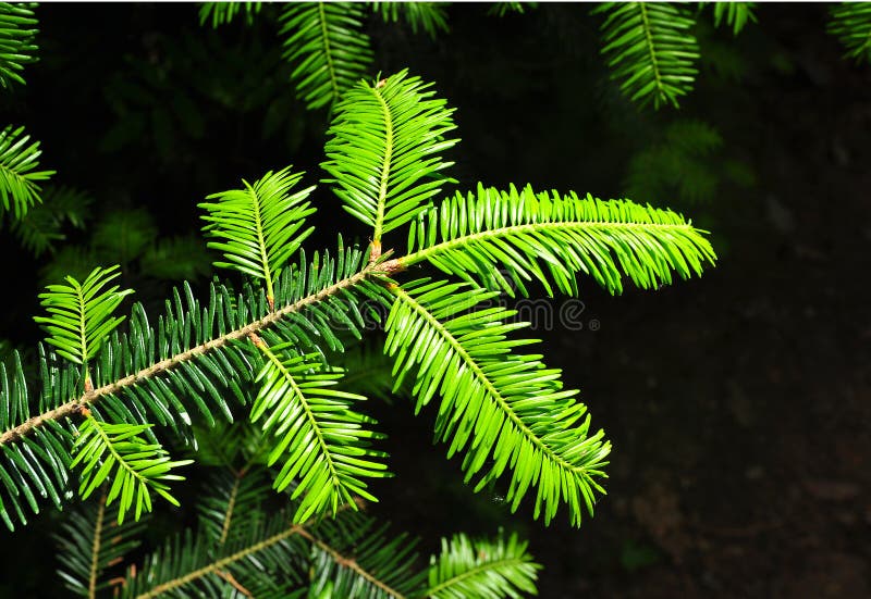 Fir tree twig stock photo. Image of nature, forest, wood - 81343676