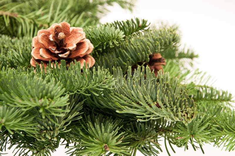 Fir-tree twigs with cones stock photo. Image of celebrations - 47273602