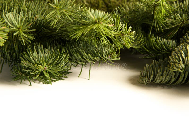 Fir-tree twigs stock image. Image of celebrate, closeup - 47237645