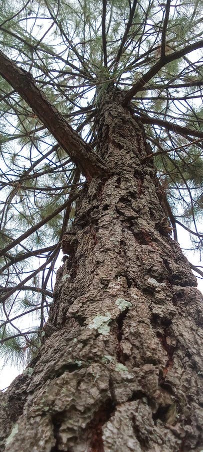 Fir Tree View from the Bottom Corner Stock Photo - Image of view, tree ...