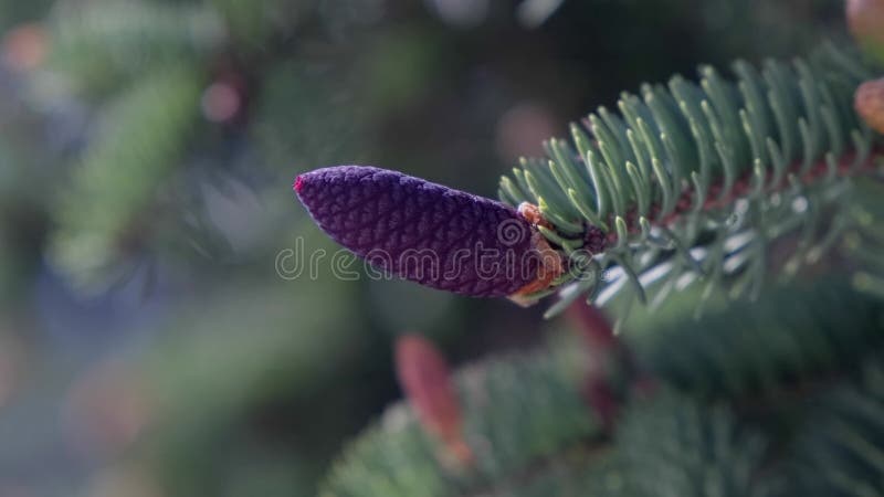Fir Tree with Violet Cones. Pine Cones, Fir Tree, Pine Tree Close Up ...