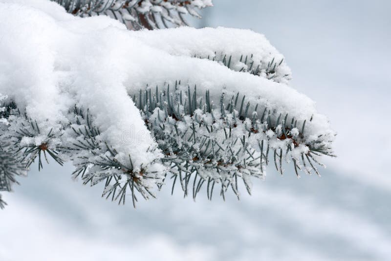 Fir tree in winter stock image. Image of december, season - 21911941