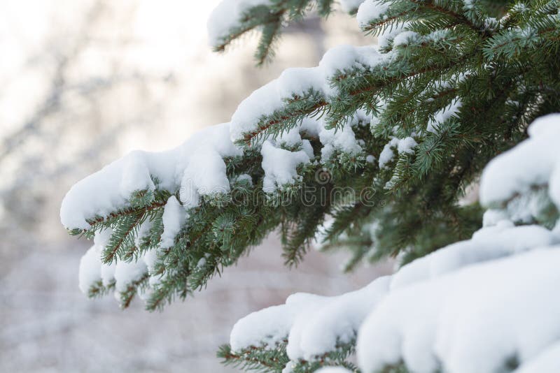 Fir tree in winter stock image. Image of twig, nature - 106384909