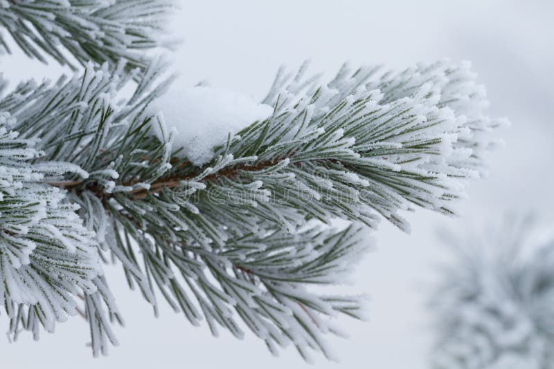 Fir tree in winter stock image. Image of weather, park - 47648469