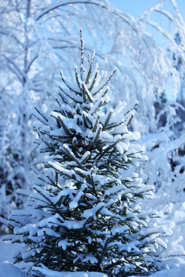 Fir tree in winter forest stock photo. Image of green - 22841982