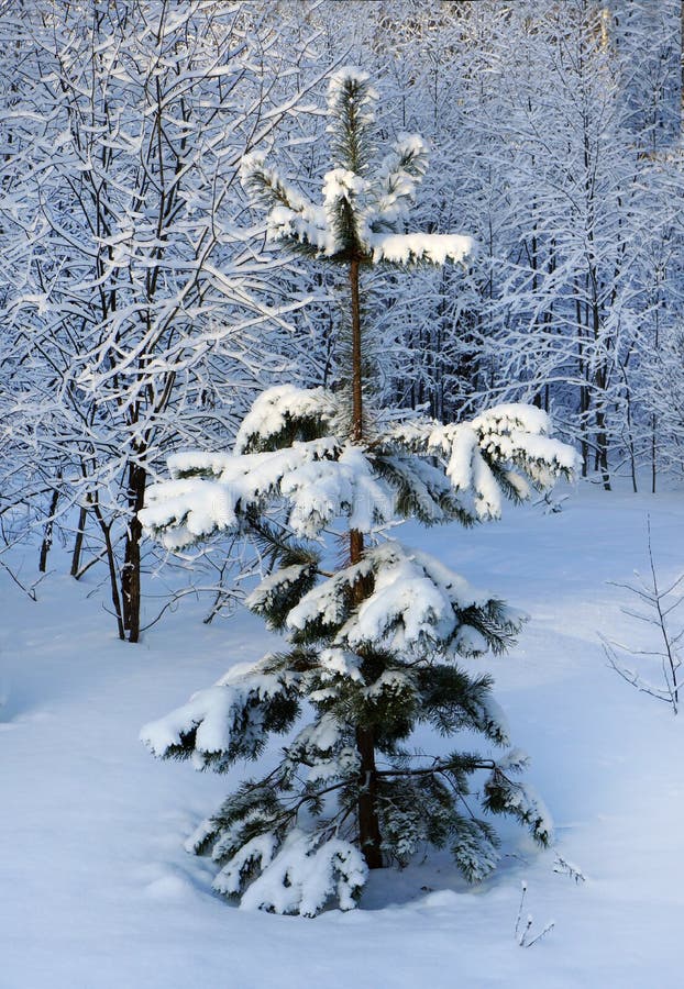 Fir tree in winter forest stock photo. Image of frost - 101963012