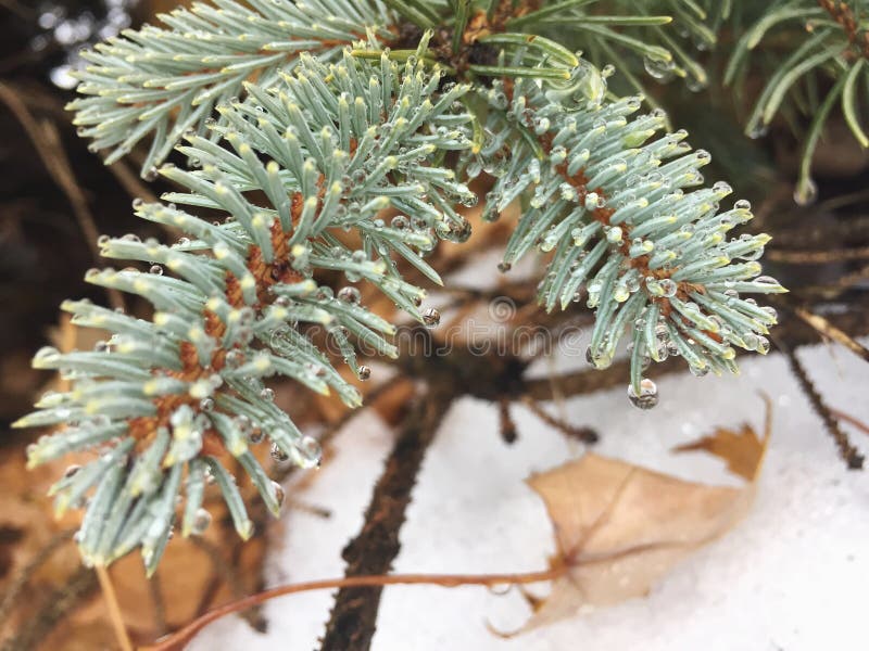 Fir tree in winter stock photo. Image of droplet, water - 139138080