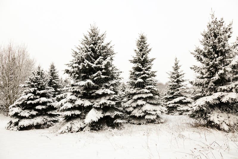 Fir-tree in the winter stock photo. Image of beauty, snowing - 54566592