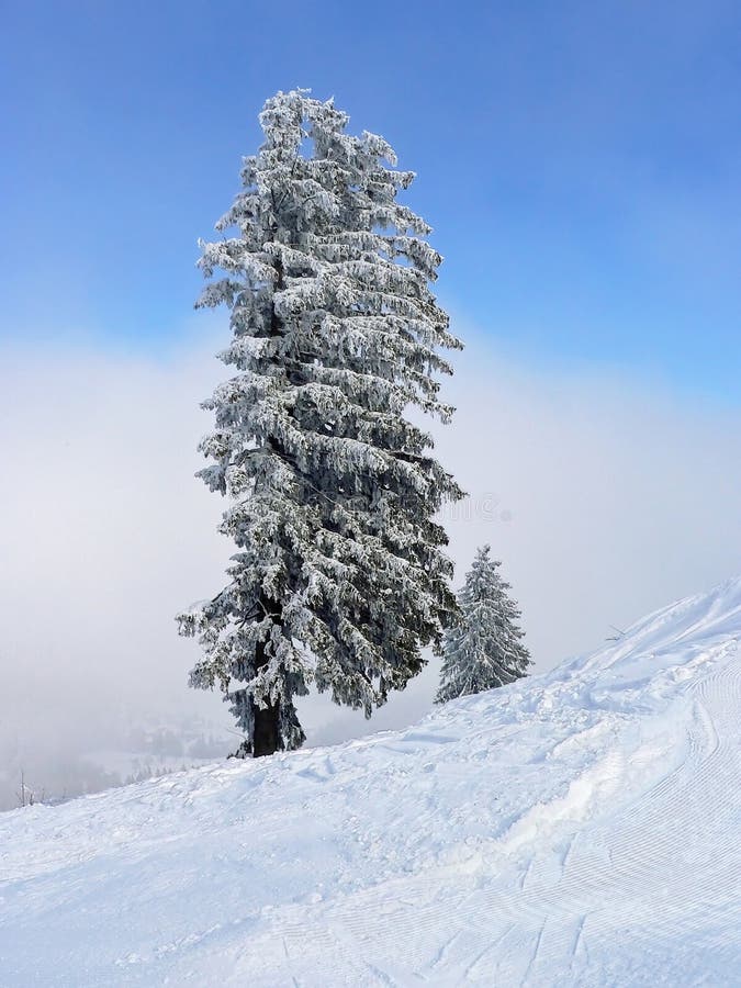 Fir tree at wintry slope stock photo. Image of slope - 40036470