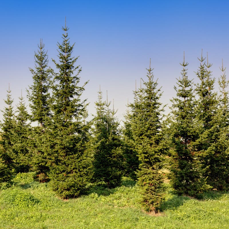 Fir trees stock image. Image of trees, plant, sunlight - 21726571