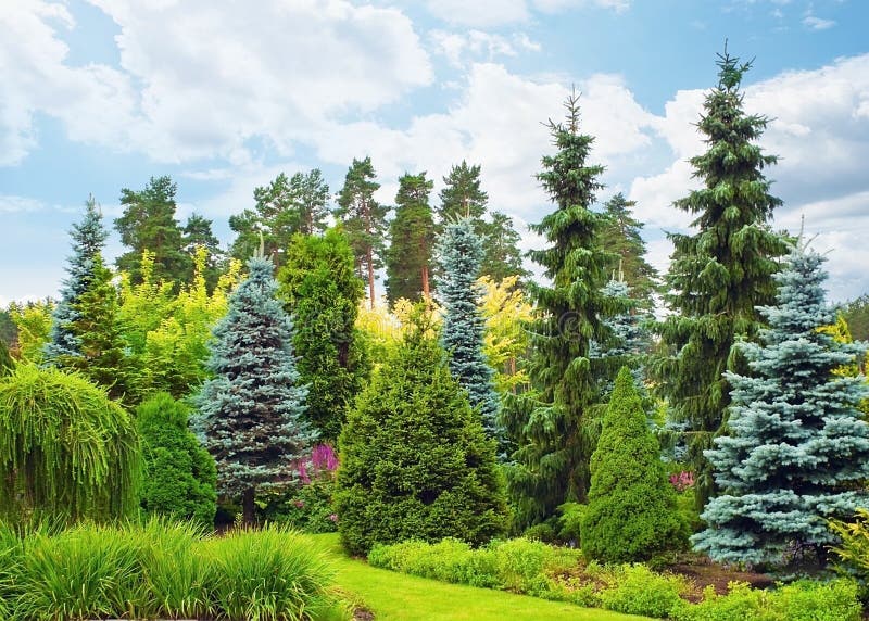 Fir trees stock photo. Image of grass, gardening, autumn - 22183498