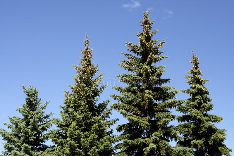 Fir Trees stock photo. Image of nature, cloud, needles - 2580176