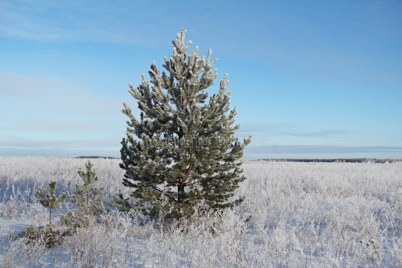 Fir Trees in a Beautiful Winter Landscape. Stock Photo - Image of ...