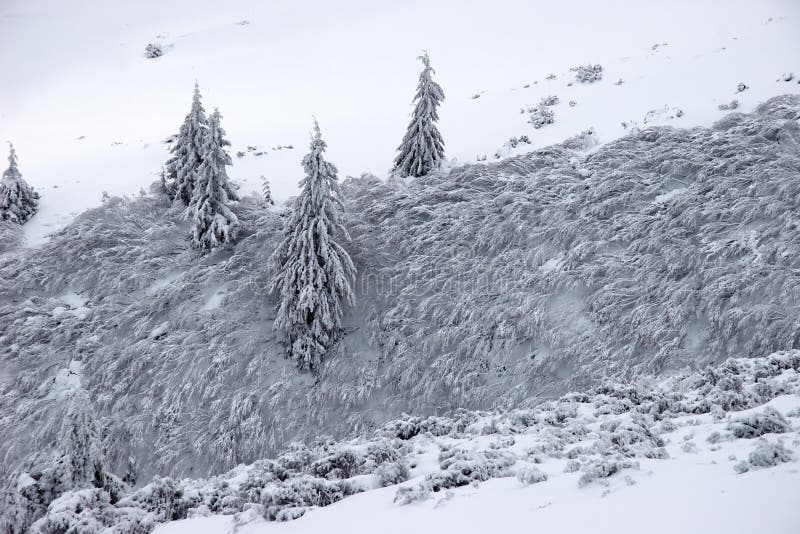 Fir Trees and Bush Covered with Snow Stock Image - Image of outdoors ...
