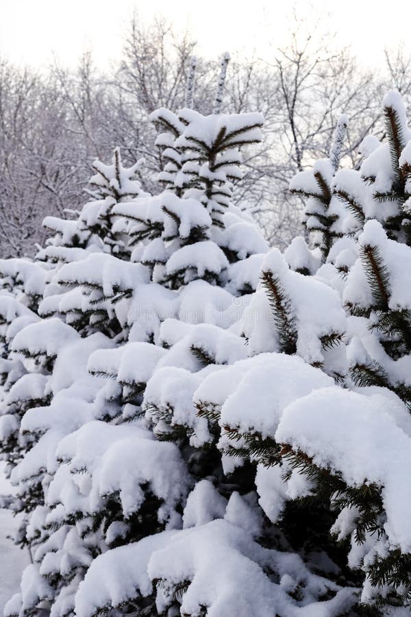 Fir Trees Covered with New Snow Vertical Image Stock Image - Image of ...