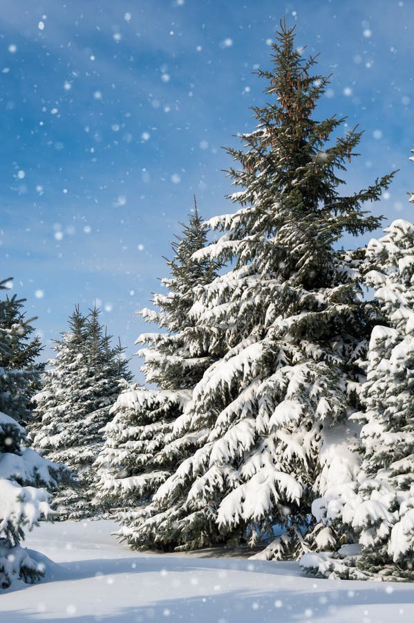 Fir trees covered by snow stock image. Image of landscape - 34369567