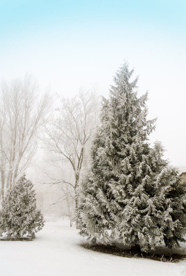 Fir Trees Covered with Snow in the Forest in Thick Fog Winter La Stock ...