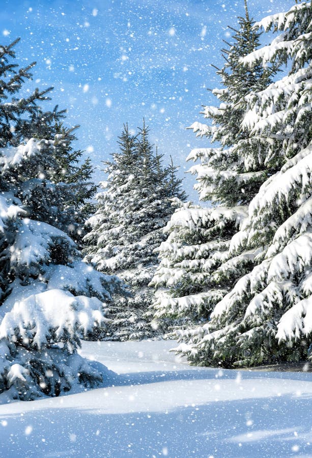Fir trees covered by snow stock photo. Image of background - 45175806