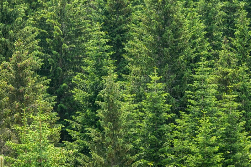 Fir Trees Forest Background Stock Photo - Image of evergreen, mountain ...