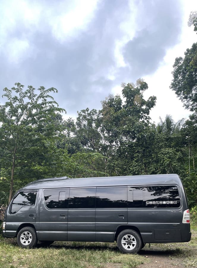 Fir Trees in the Forest, Forming a Triangular Shape Stock Photo - Image ...