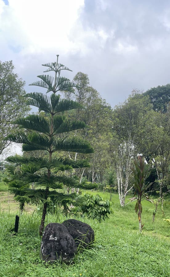 Fir Trees in the Forest, Forming a Triangular Shape Stock Image - Image ...