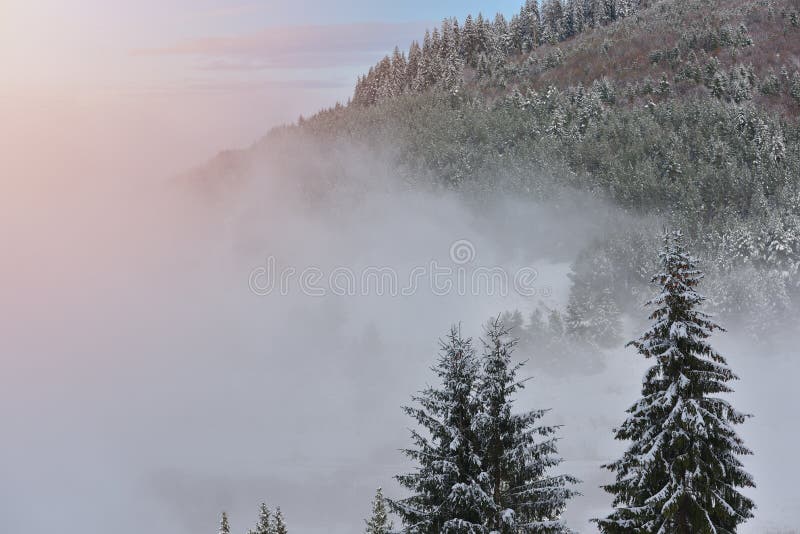 Fir Trees Full of Snow on Cold Winter in Mountain Landscape Stock Photo ...