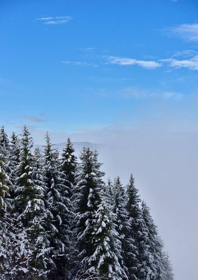 Fir Trees Full of Snow on Cold Winter in Mountain Landscape Stock Photo ...