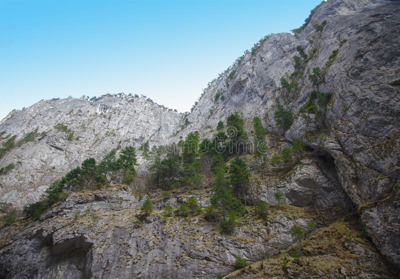 Fir Trees that Grow on High Rocks Stock Photo - Image of massive ...