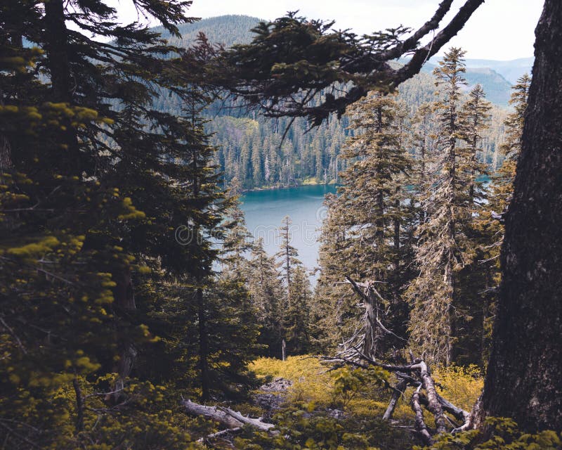 Fir Trees Grown in a Forest Surrounding a Scenic Lake Stock Photo ...