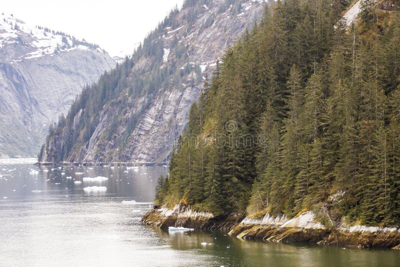 Fir Trees on Hill Rising from Alaskan Waterway Stock Image - Image of ...