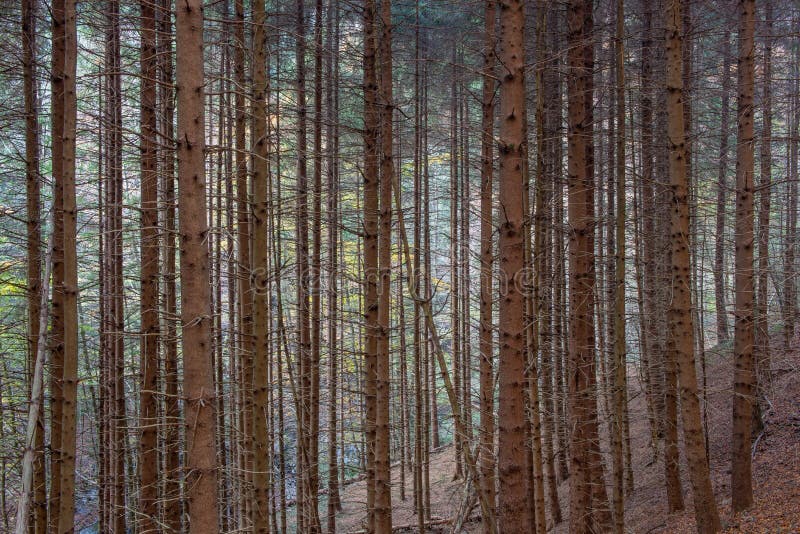 Fir trees infestation stock photo. Image of monoculture - 130135656