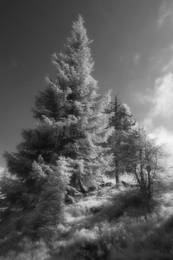 Fir trees (infrared) stock photo. Image of summer, vegetation - 43236294